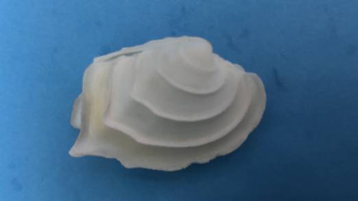 shellauction.net :: Callanaitis bassinia disjecta - 3763778