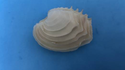 shellauction.net :: Callanaitis bassinia disjecta - 3763810