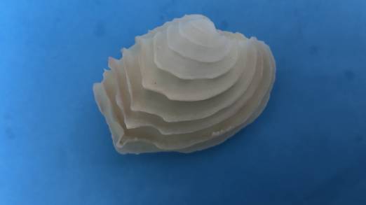 shellauction.net :: Callanaitis bassinia disjecta - 3763810