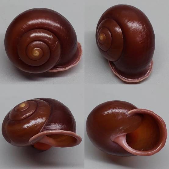 shellauction.net :: Chloritis argillacea - 3764073