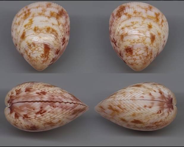 shellauction.net :: Discors multipunctatum - 3764362