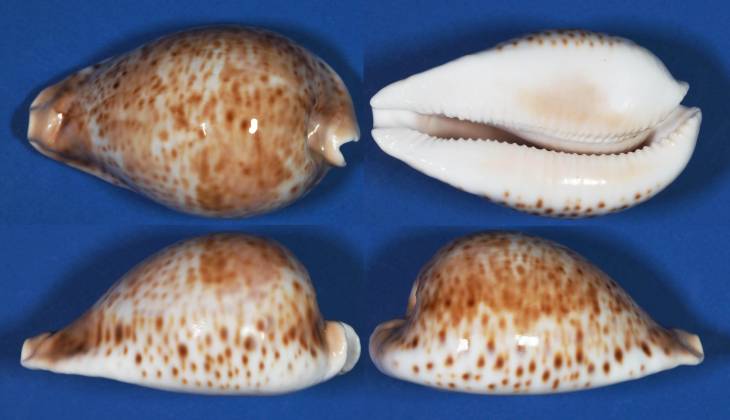 shellauction.net :: Umbilia hesitata - 3764751
