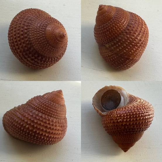 shellauction.net :: Maurea jamiesoni - 3764758