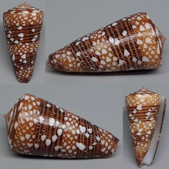shellauction.net :: Conus nobilis victor - 3764882