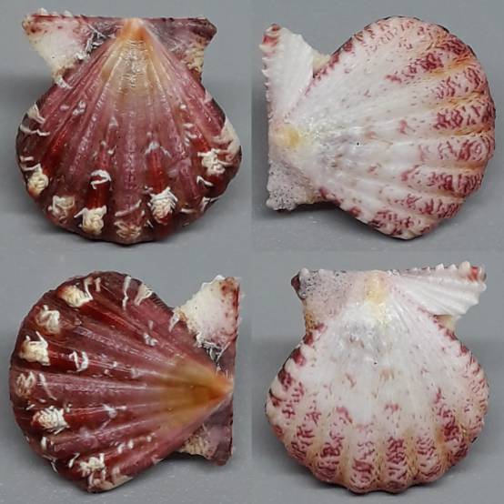 shellauction.net :: Decatopecten sp. - 3764913