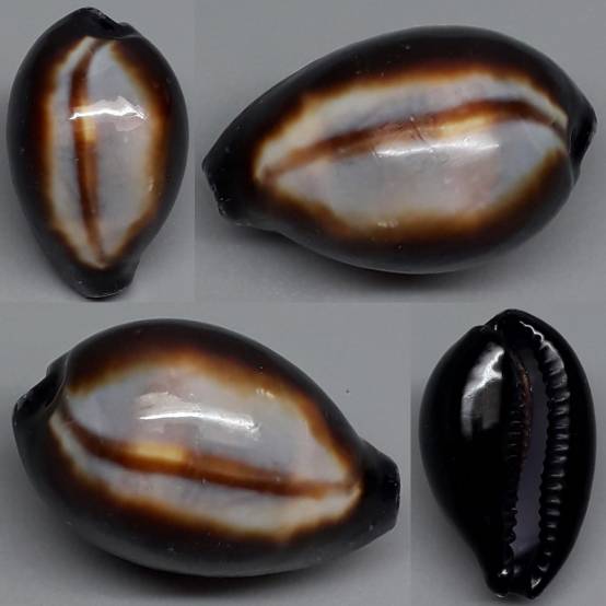 shellauction.net :: Erronea onyx - 3764919