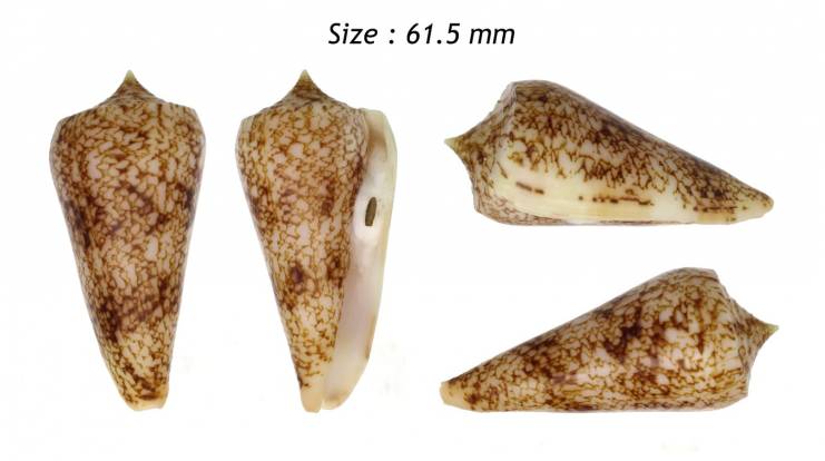 shellauction.net :: Conus neptunus - 3764964