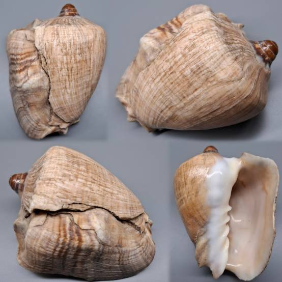 shellauction.net :: Cymbiola nobilis nobilis - 3765199