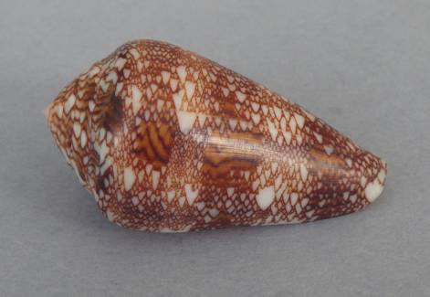 shellauction.net :: Conus dalli - 3765258