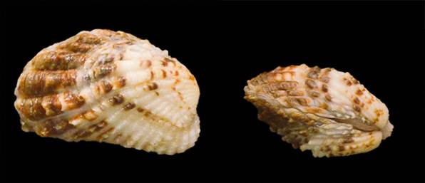 shellauction.net :: Cardita variegata - 3765402