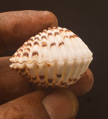 shellauction.net :: Cardites bicolor - 3765493