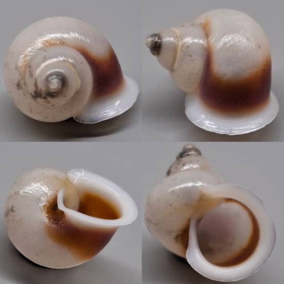 shellauction.net :: Leptopoma melanostoma janetabbasae - 3765521