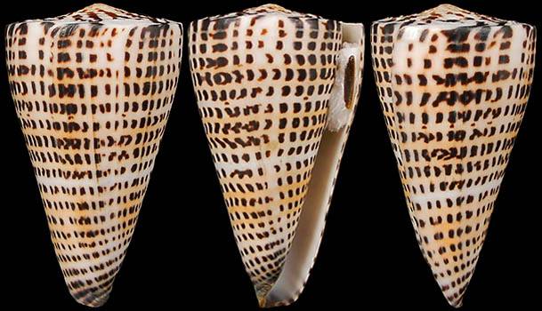 shellauction.net :: Conus litteratus - 3765558
