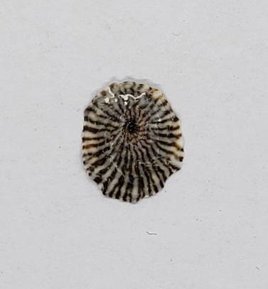 shellauction.net :: Scurria plana - 3765628