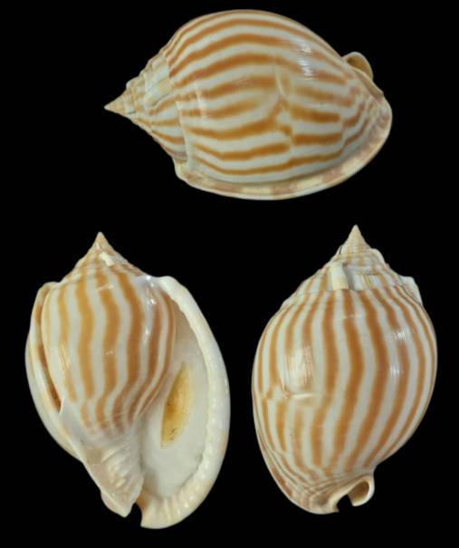 shellauction.net :: Phalium flammiferum - 3765844