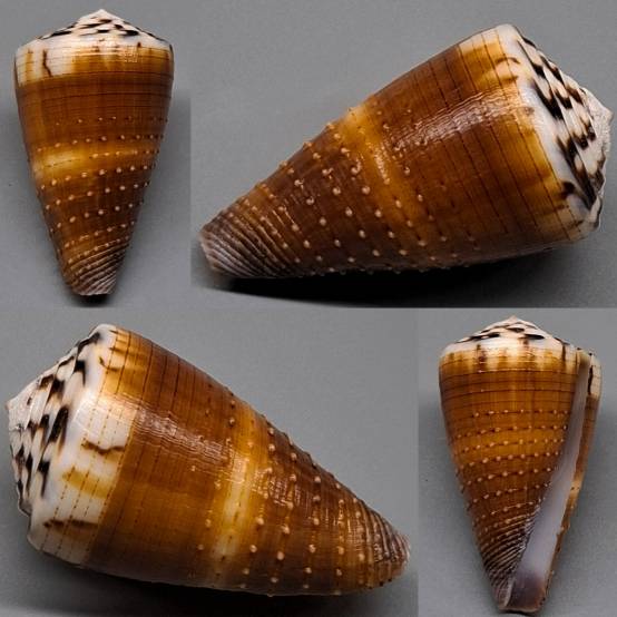 shellauction.net :: Conus planorbis - 3765946