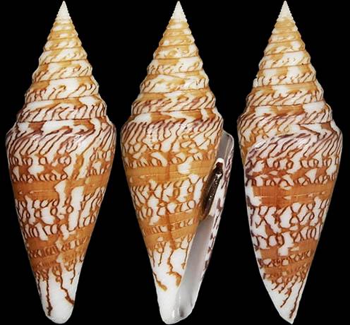 shellauction.net :: Conus excelsus - 3766080