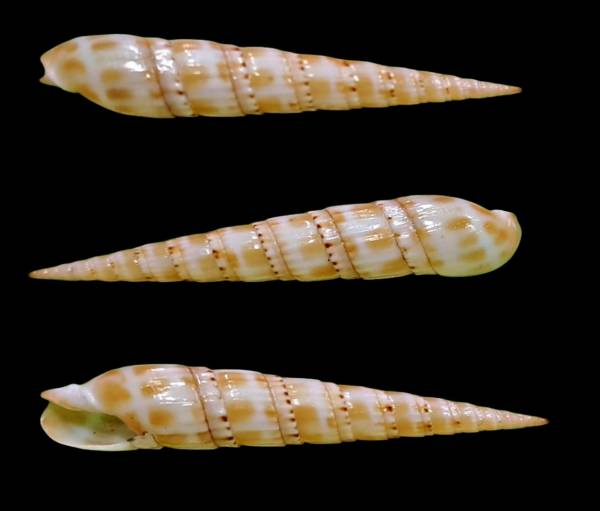 shellauction.net :: Terebra sp. - 3766540