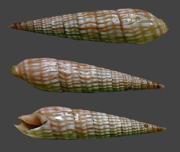 shellauction.net :: Terebra sp. - 3766541