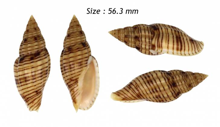 shellauction.net :: Lyria planicostata - 3766552