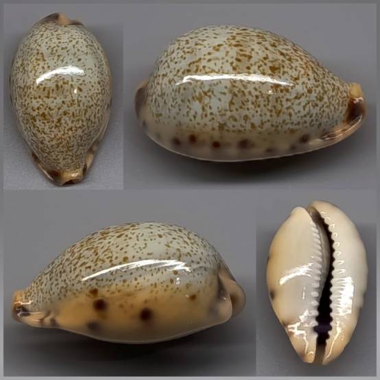 shellauction.net :: Erronea vredenburgi - 3766698