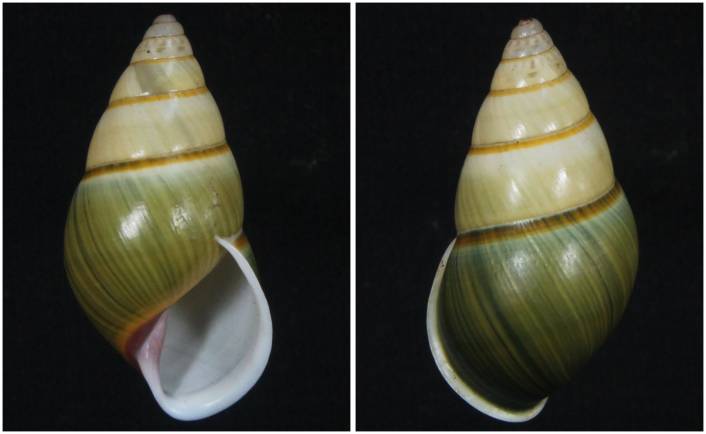 shellauction.net :: Amphidromus severnsi improvidus - 3766851