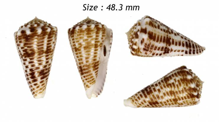 shellauction.net :: Conus sulcocastaneus - 3766945