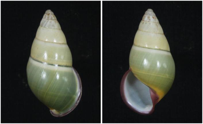 shellauction.net :: Amphidromus daoae - 3767037