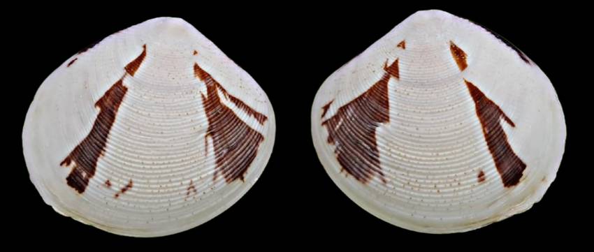 shellauction.net :: Circe scripta - 3767275