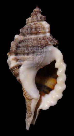 shellauction.net :: Cymatium muricinum - 3767328