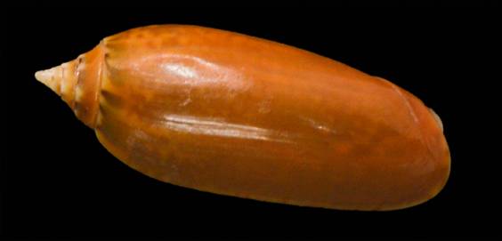 shellauction.net :: Oliva concinna - 3767560