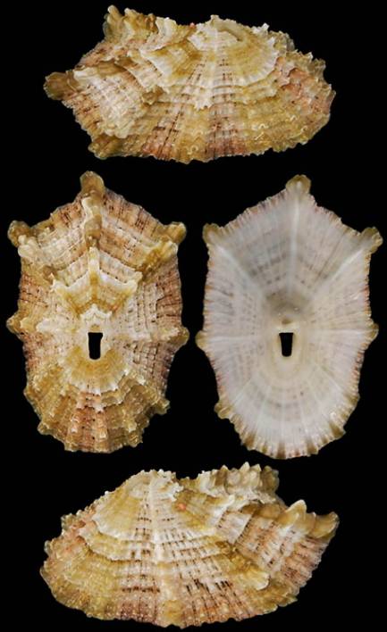 shellauction.net :: Diodora sieboldii - 3767735