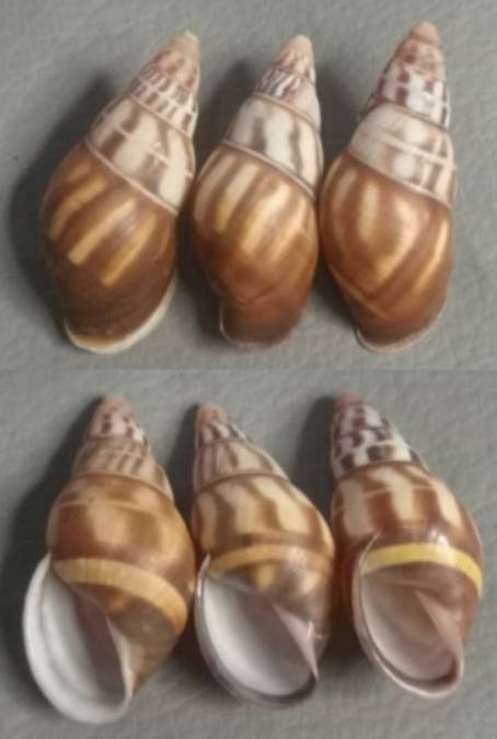 shellauction.net :: Amphidromus contrarius - 3767938