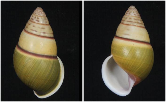 shellauction.net :: Amphidromus johnabbasi - 3768075