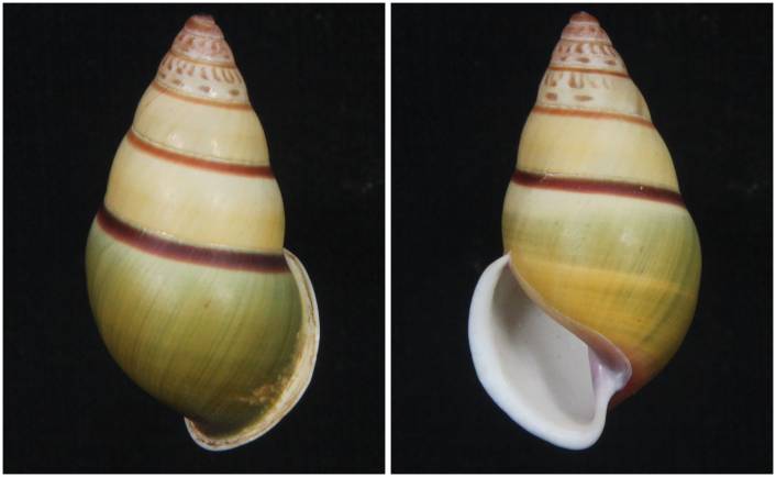 shellauction.net :: Amphidromus johnabbasi - 3768076