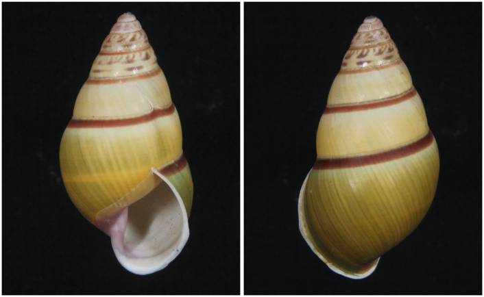 shellauction.net :: Amphidromus johnabbasi - 3768077