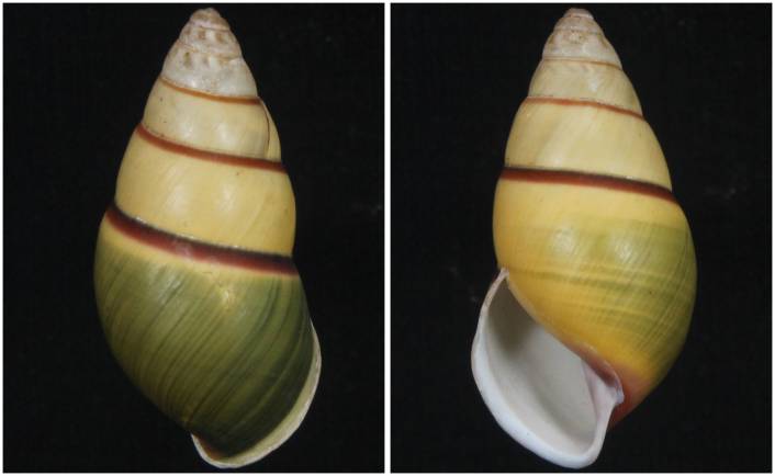 shellauction.net :: Amphidromus johnabbasi - 3768083