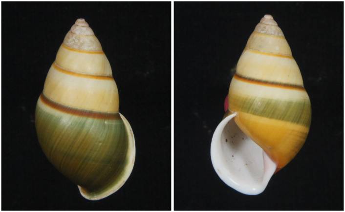 shellauction.net :: Amphidromus johnabbasi - 3768085