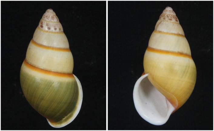 shellauction.net :: Amphidromus johnabbasi - 3768086