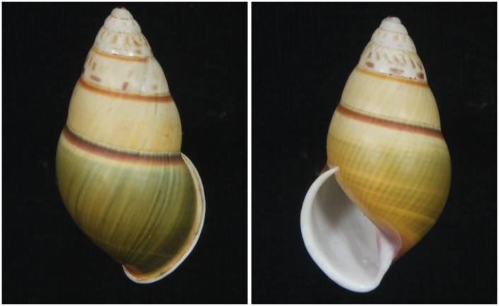 shellauction.net :: Amphidromus johnabbasi - 3768090