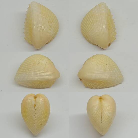 shellauction.net :: Fragum fragum - 3768138