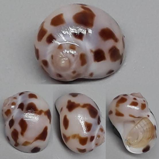 shellauction.net :: Natica sp. - 3768384