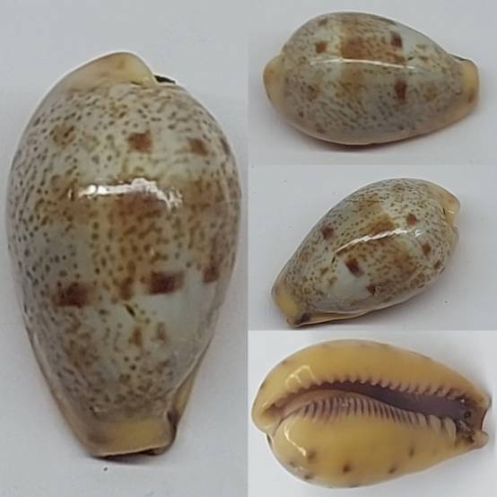 shellauction.net :: Contradusta walkeri walkeri - 3768904