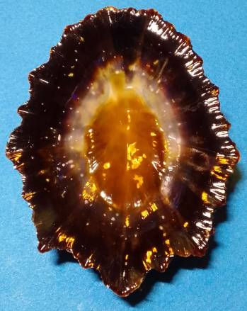 shellauction.net :: Cymbula oculus - 3769018