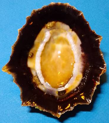 shellauction.net :: Cymbula oculus - 3769047