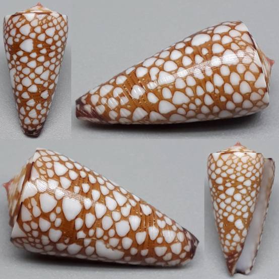 shellauction.net :: Conus nobilis victor - 3769053