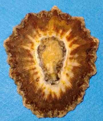 shellauction.net :: Cymbula oculus - 3769111