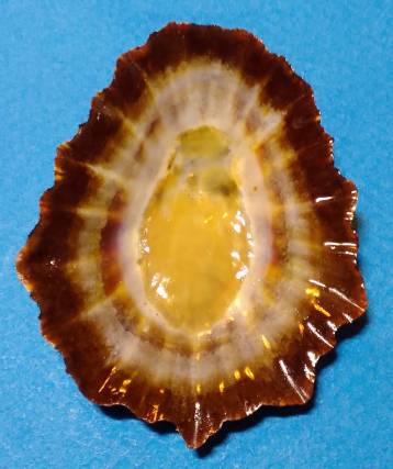 shellauction.net :: Cymbula oculus - 3769111