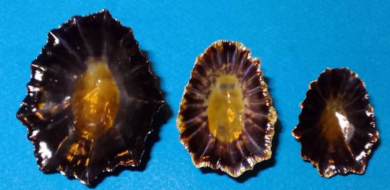 shellauction.net :: Cymbula oculus - 3769162