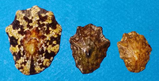 shellauction.net :: Cymbula oculus - 3769175